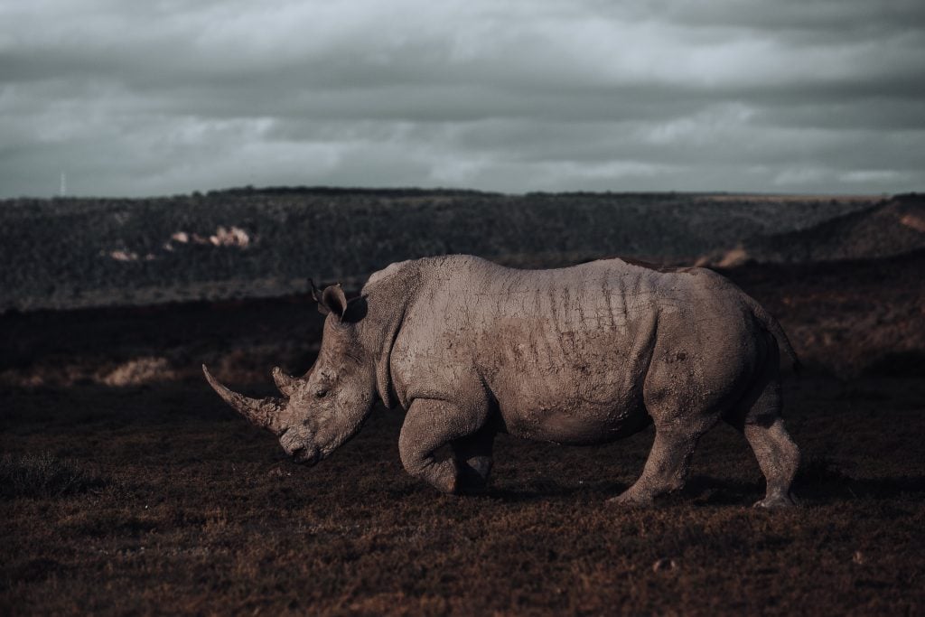 The Brutality of Poaching - Global Guardians Conservation Fund